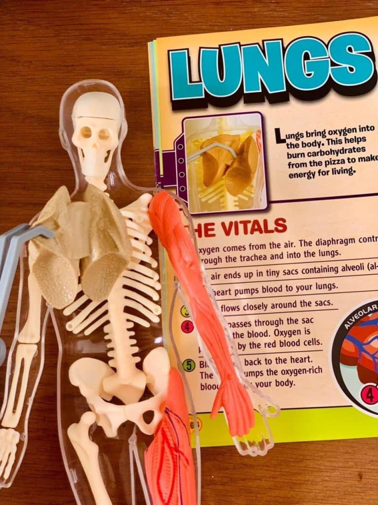 Mô hình giải phẫu cơ thể người Squishy Human Body SmartLab Toys - Gia ...