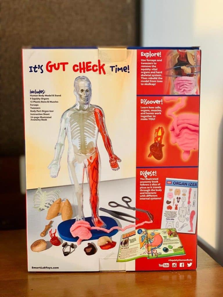 Mô hình giải phẫu cơ thể người Squishy Human Body SmartLab Toys - Gia ...