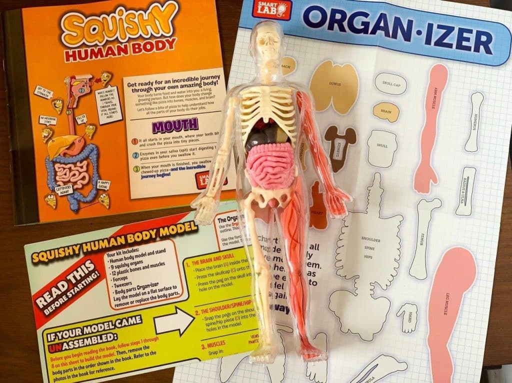 Mô hình giải phẫu cơ thể người Squishy Human Body SmartLab Toys - Gia ...