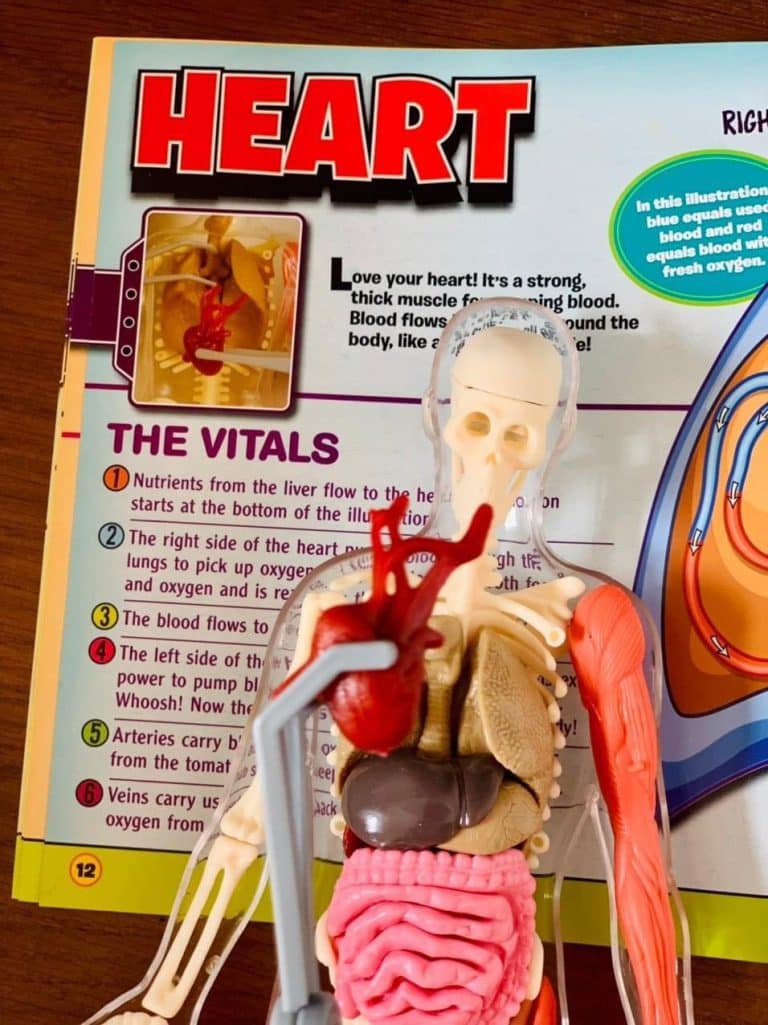 Mô hình giải phẫu cơ thể người Squishy Human Body SmartLab Toys - Gia ...